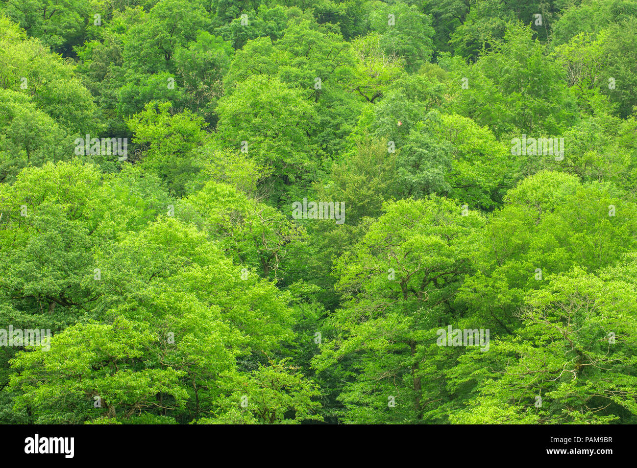 Rugged landscape europe forest hi-res stock photography and images - Alamy