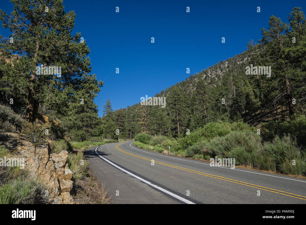 Pine lined road hi-res stock photography and images - Alamy