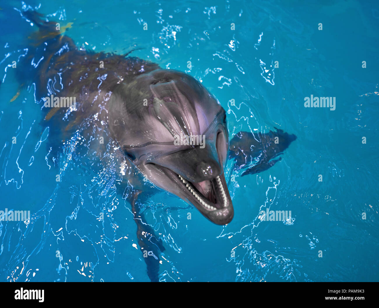 Dolphine swimming hi-res stock photography and images - Alamy