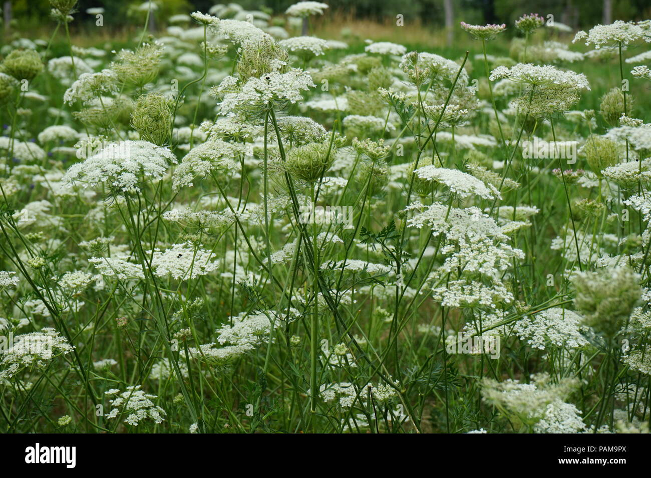 white wildflower-Wild carrot, birds nest, daucus carota Stock Photo - Alamy