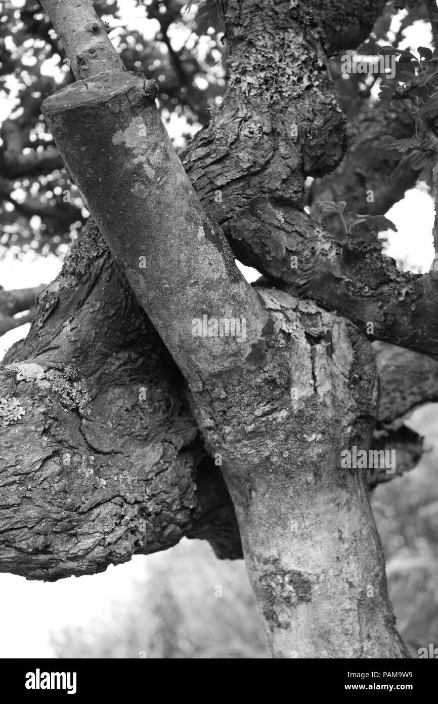 Intertwined tree Black and White Stock Photos & Images - Alamy