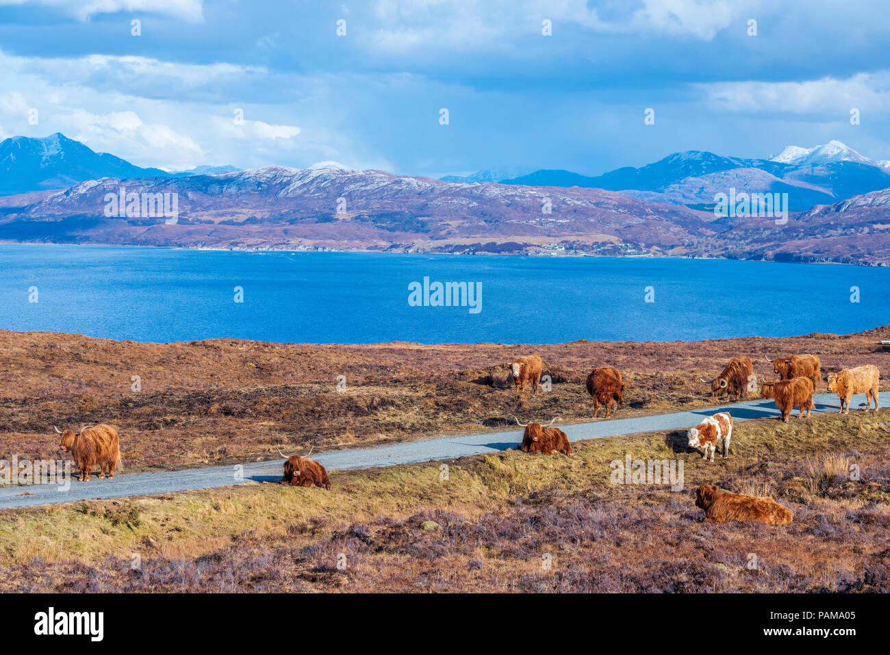 Highland cattle, Strathaird peninsula near Elgol, Isle of Skye ...