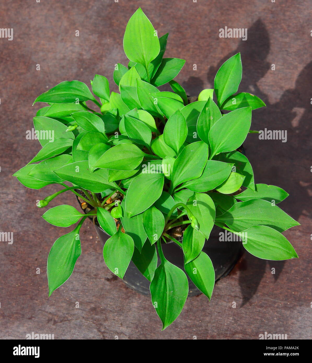The Hosta called "small parts" with its beautiful green leaf and light ...