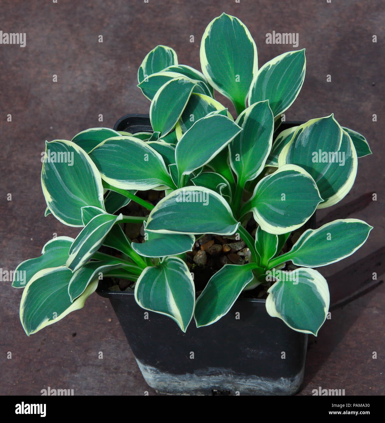 The Hosta with its beautiful Yellow fringed green foliage and forms ...