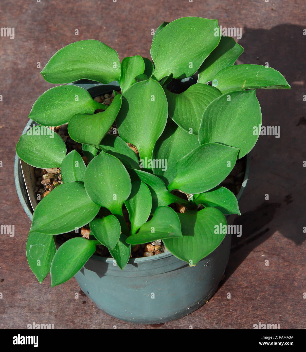 The Hosta named "Green Mouse ears" as part of the British national ...