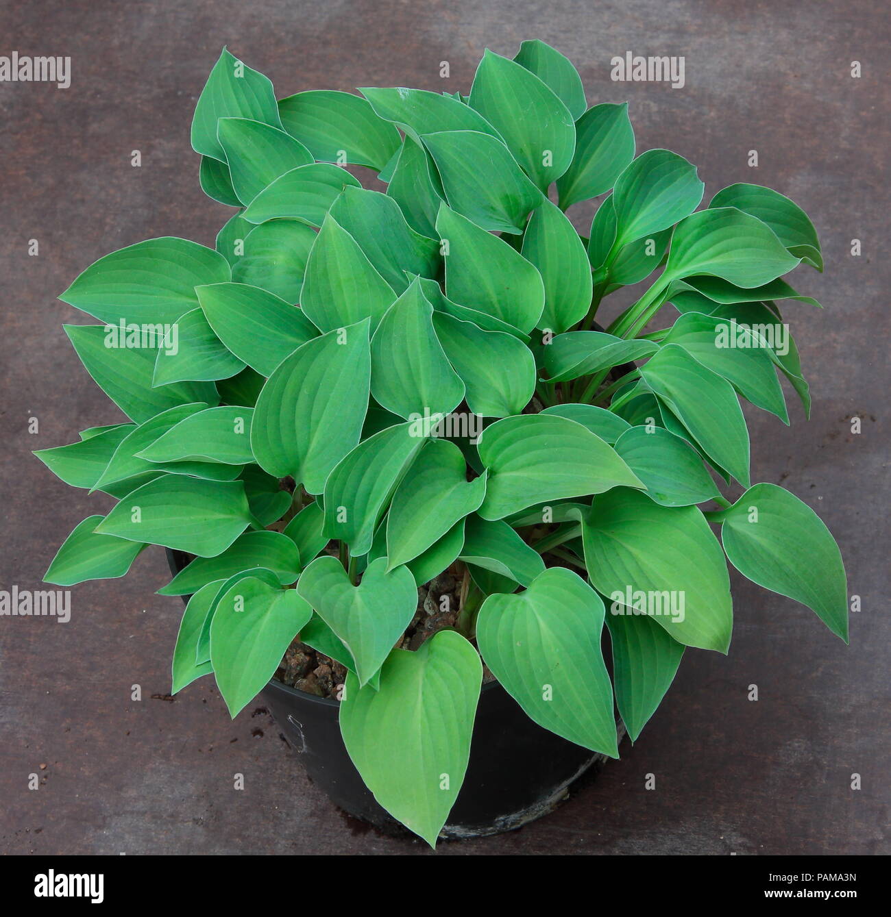 This Hosta plant is part of the British national collection and has ...
