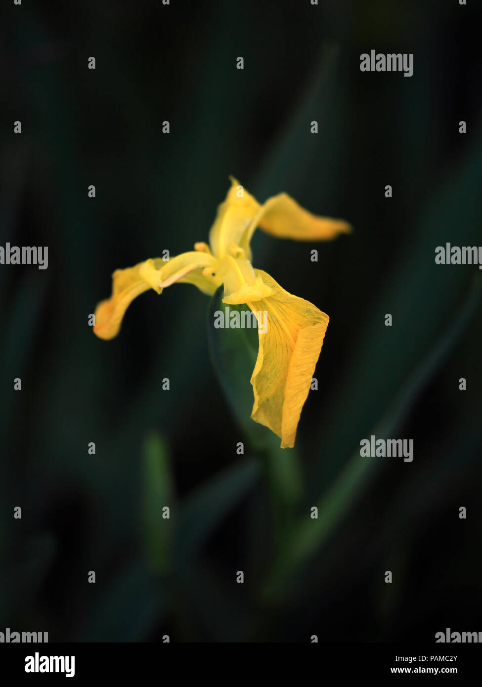 Lilly in flower border hi-res stock photography and images - Alamy