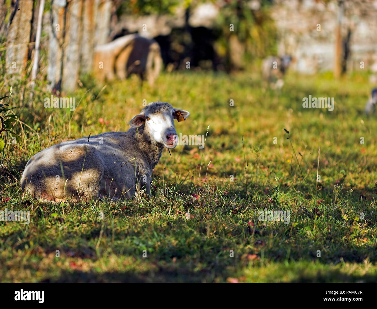 Sheep resting under a shadow in a farm in a hot sunny day Stock Photo ...