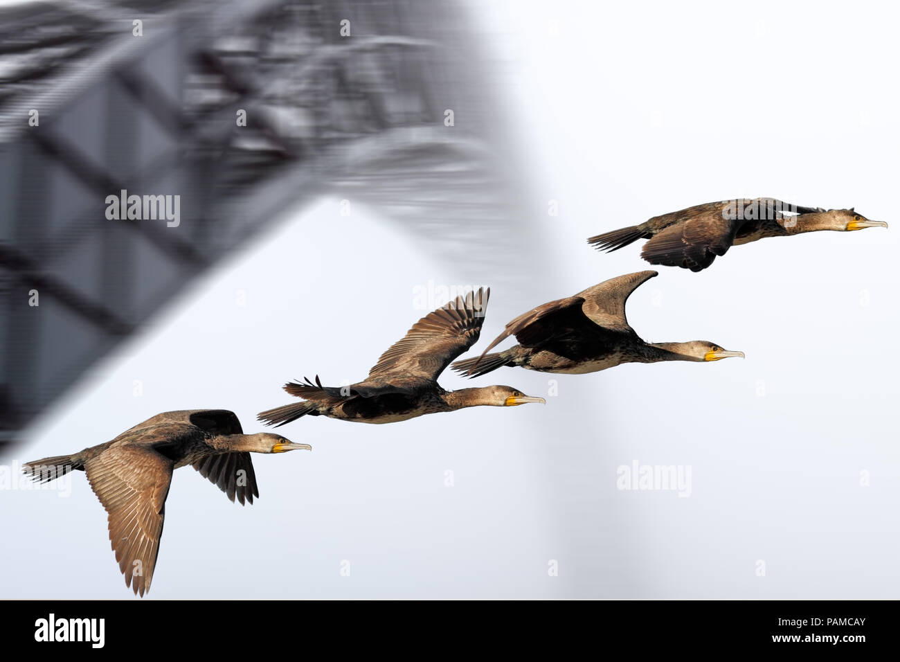 Old flock wallpaper hi-res stock photography and images - Alamy