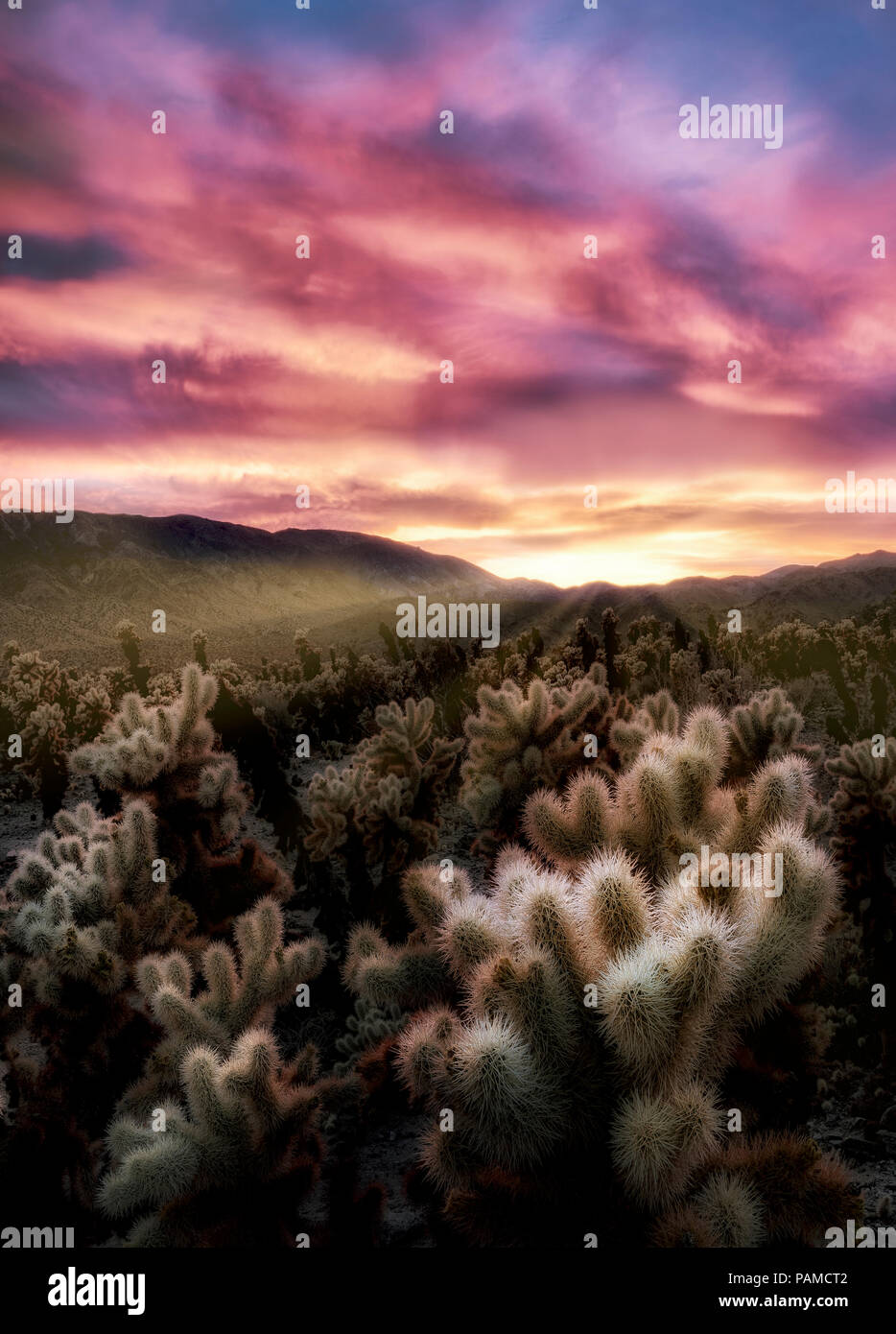 Cholla Gardens at sunset. Joshua tree National Park, California Stock ...