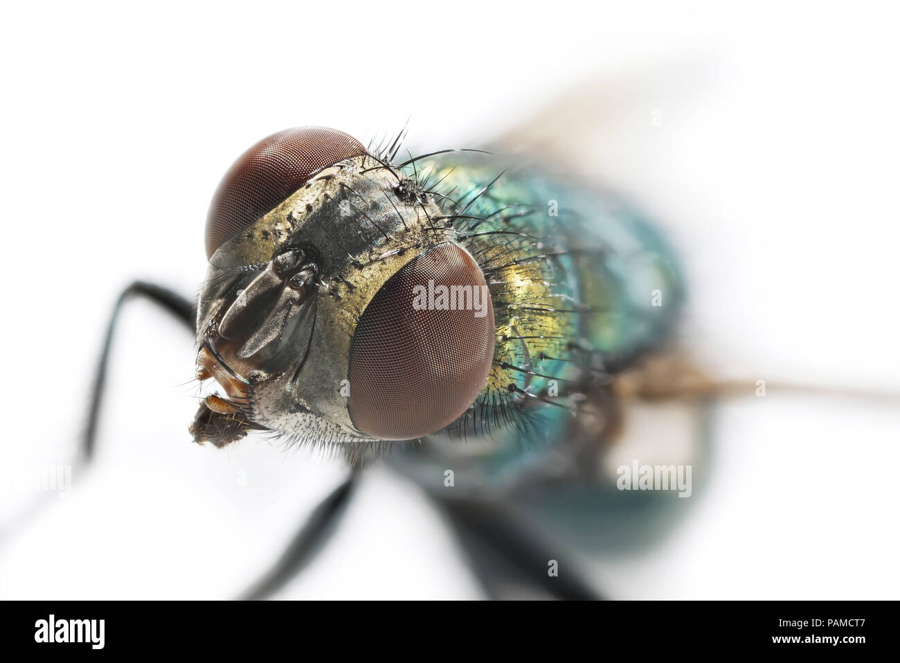 Fly study hi-res stock photography and images - Alamy