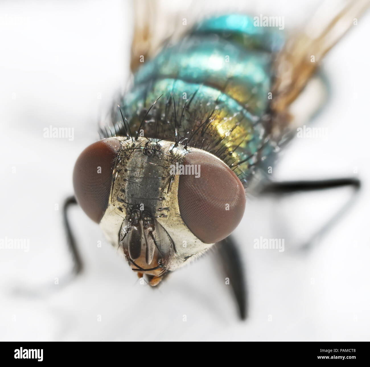 Detailed study hi-res stock photography and images - Alamy