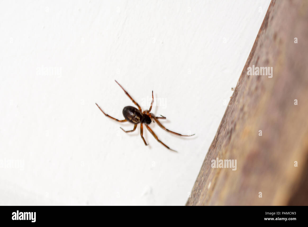 spider atacking a vesp close up against white Stock Photo - Alamy