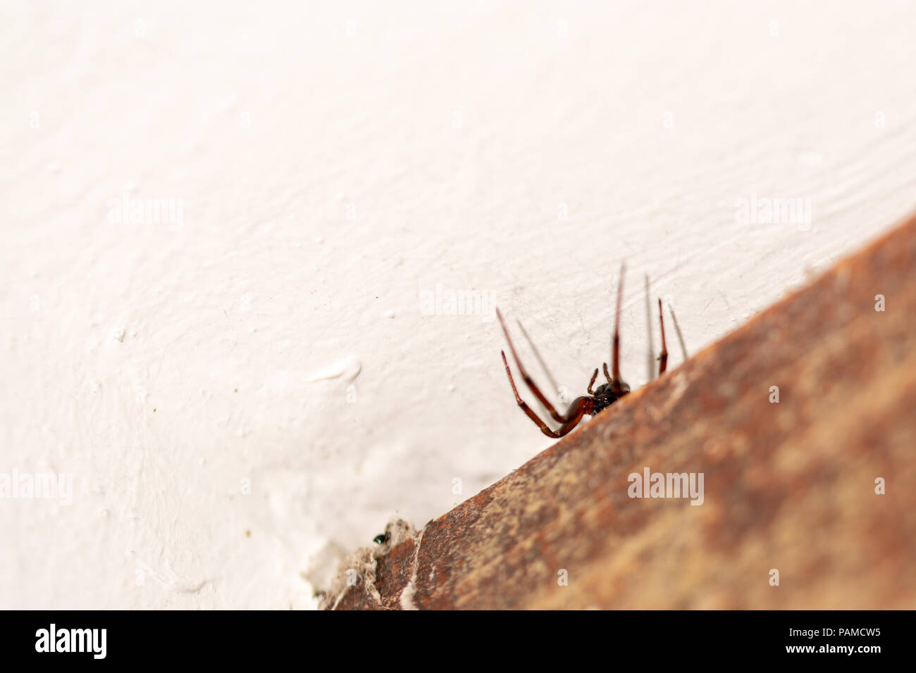 spider atacking a vesp close up against white Stock Photo - Alamy