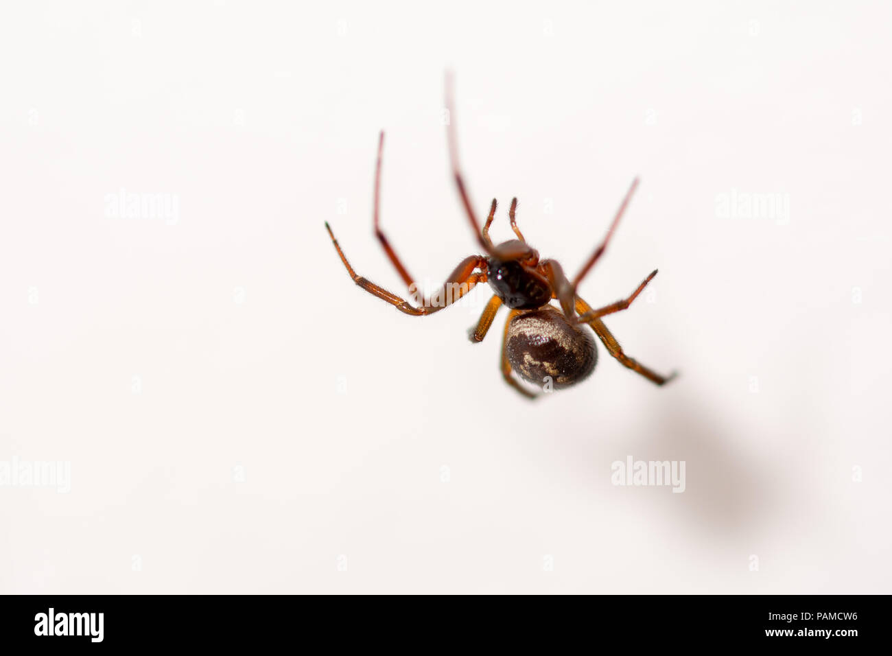 spider atacking a vesp close up against white Stock Photo - Alamy