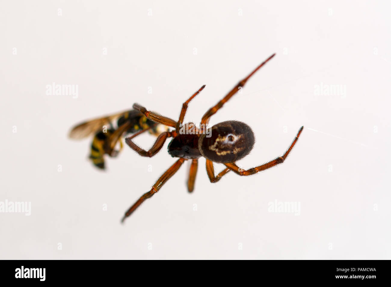 spider atacking a vesp close up against white Stock Photo - Alamy