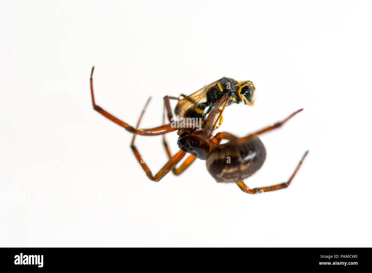 spider atacking a vesp close up against white Stock Photo - Alamy