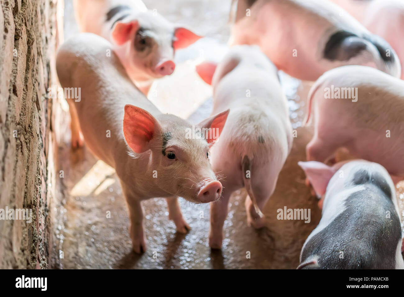 pigs on the farm Stock Photo - Alamy
