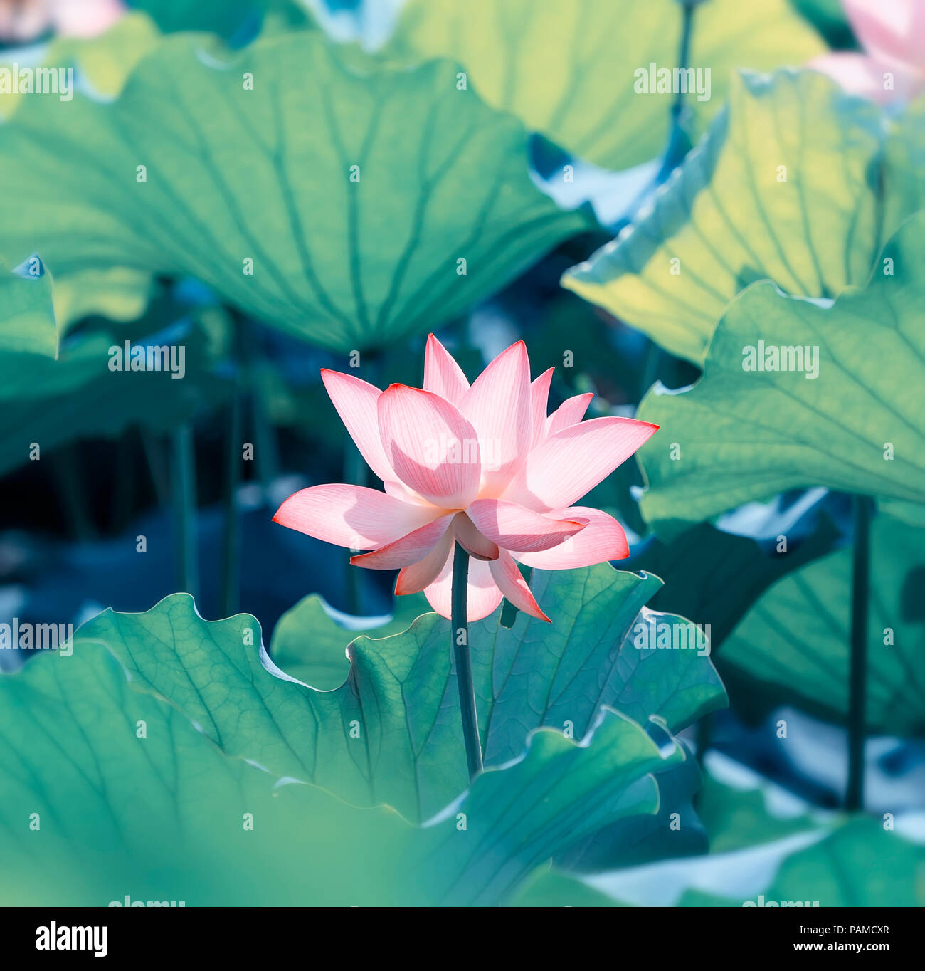 blooming lotus flower Stock Photo - Alamy