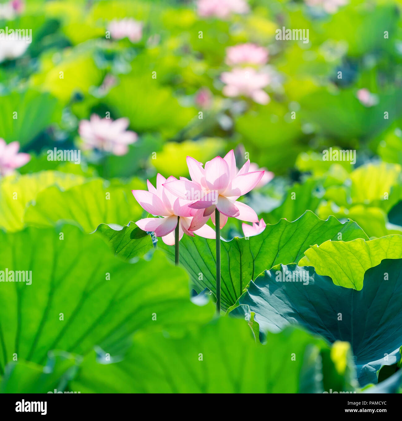 blooming lotus flower Stock Photo - Alamy