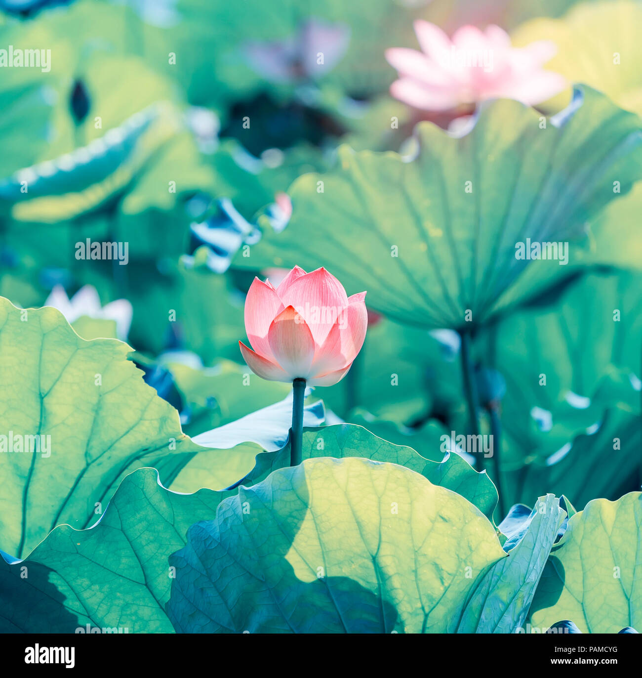 blooming lotus flower Stock Photo - Alamy