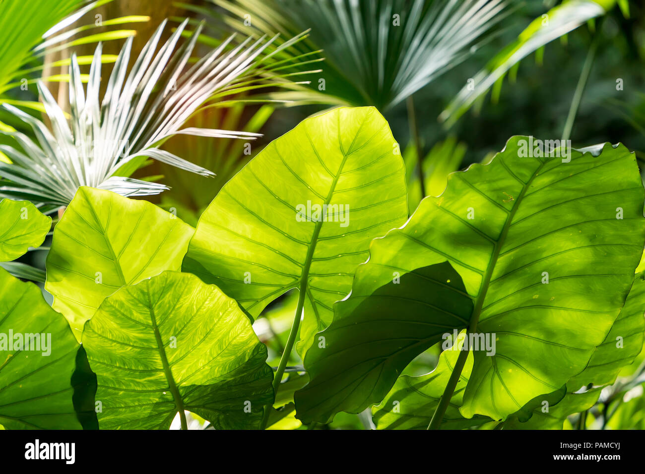 Natural green tropical texture of leaf Stock Photo - Alamy