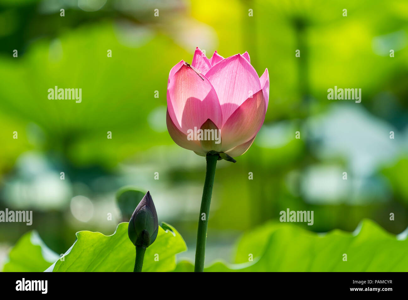 blooming lotus flower Stock Photo - Alamy