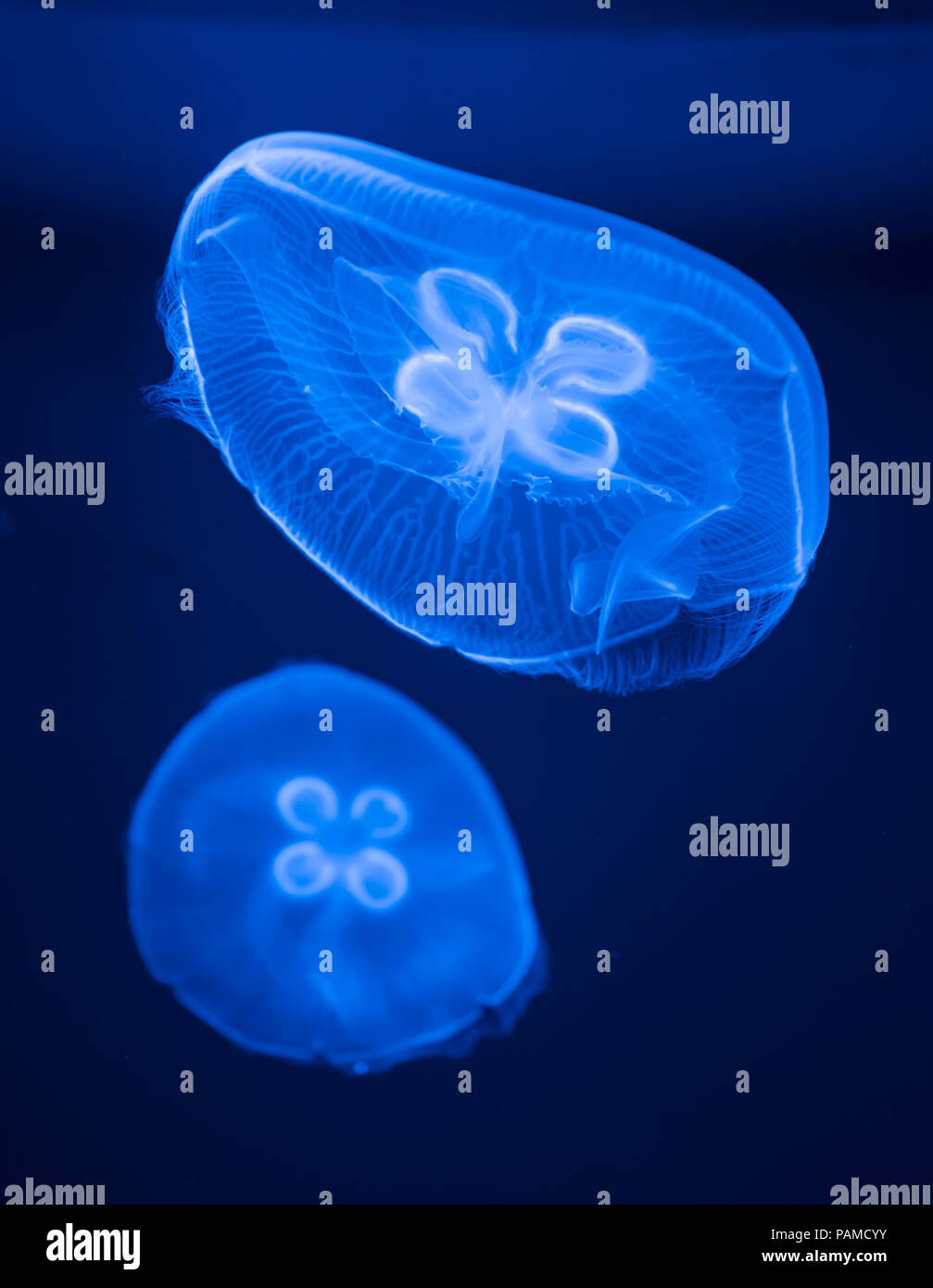 blue jellyfish with blue water sea background Stock Photo - Alamy