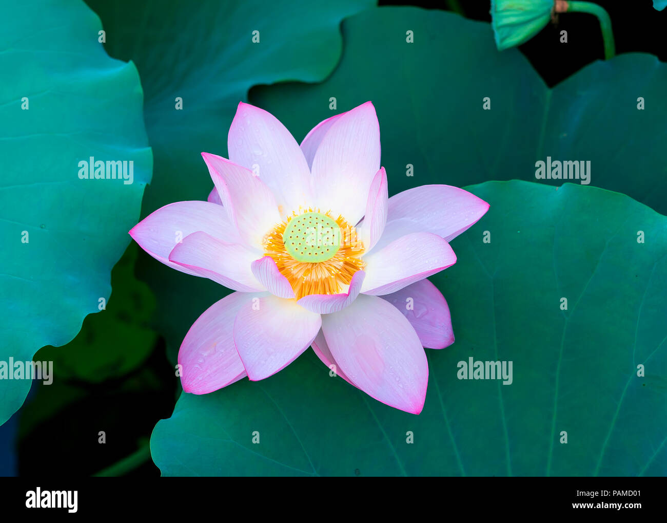 blooming lotus flower Stock Photo - Alamy