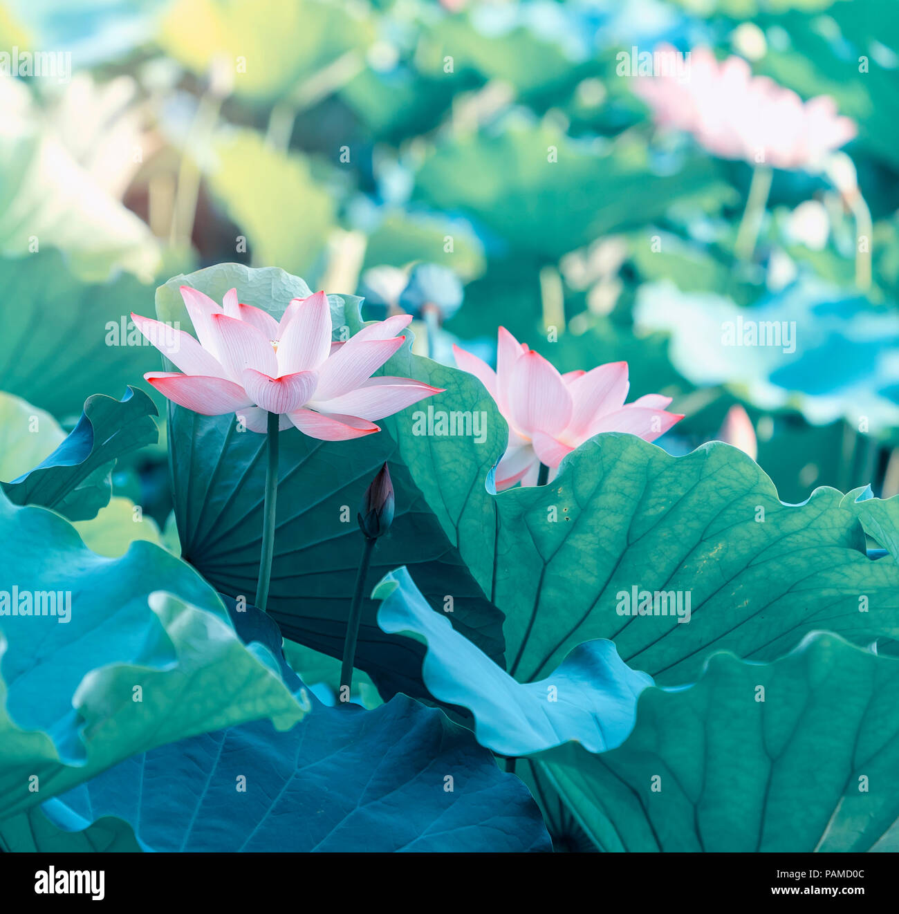 blooming lotus flower Stock Photo - Alamy