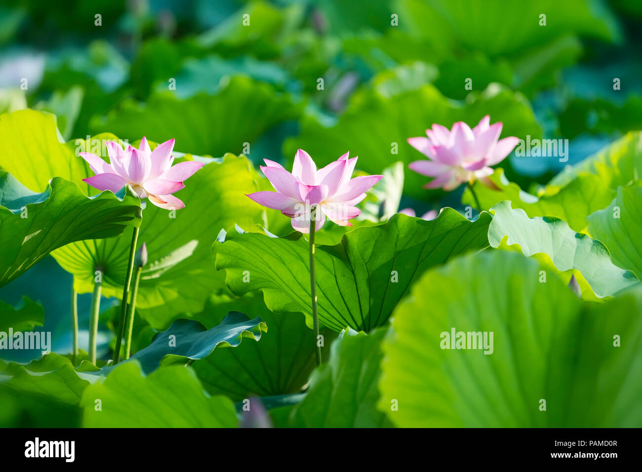 blooming lotus flower Stock Photo - Alamy