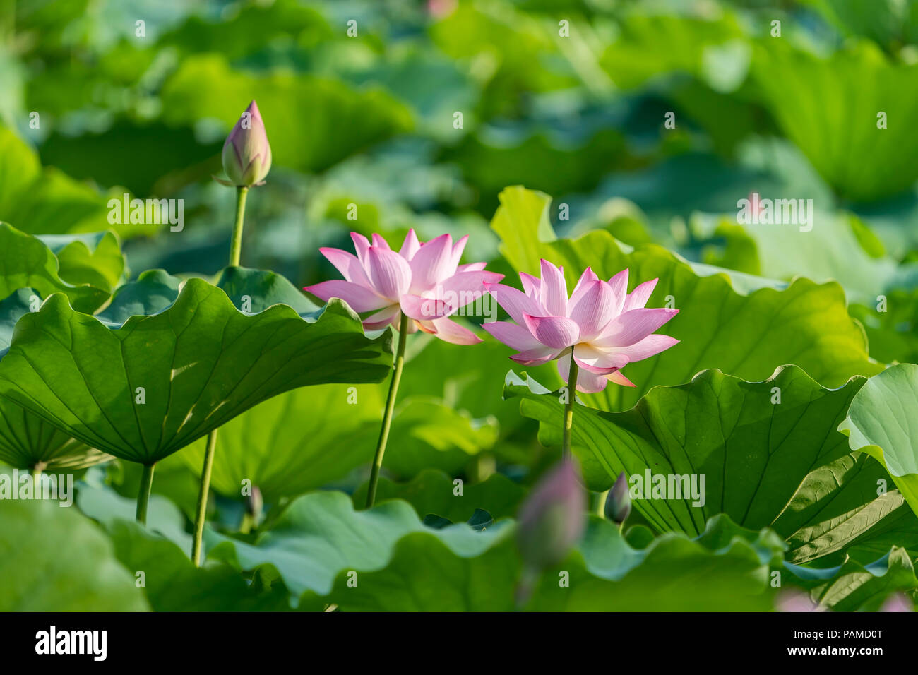 blooming lotus flower Stock Photo - Alamy
