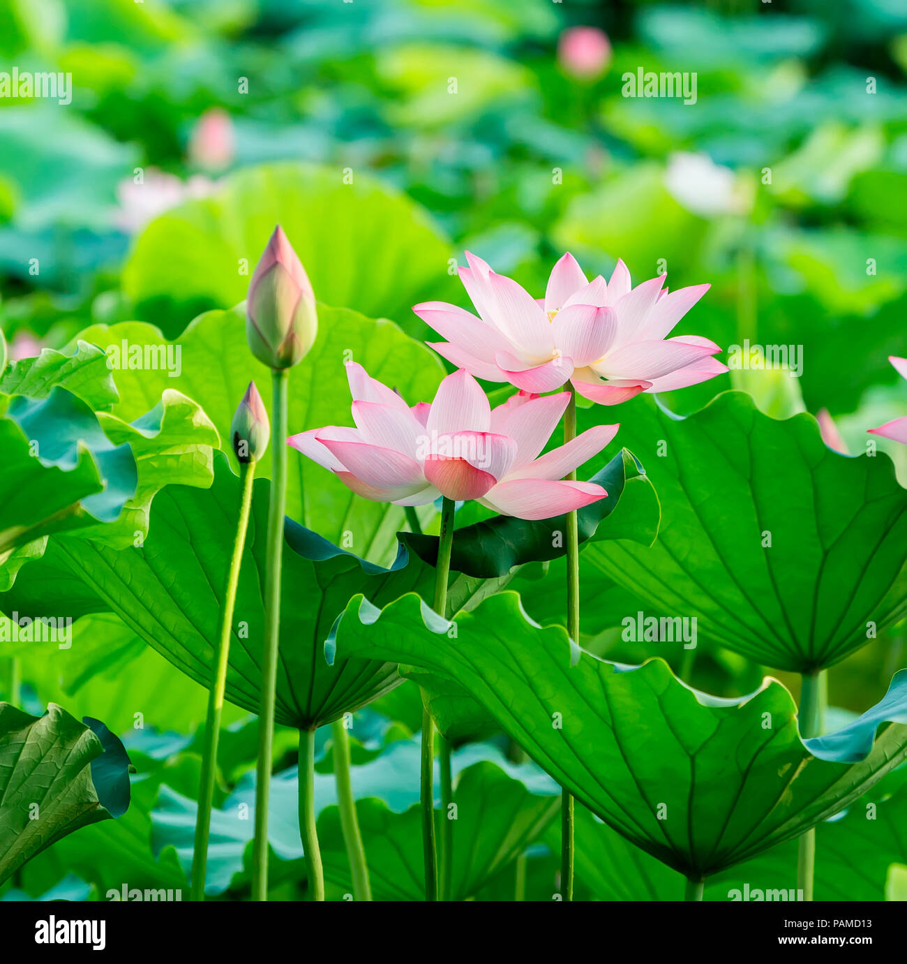 blooming lotus flower Stock Photo - Alamy