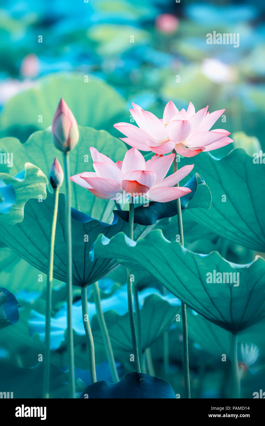 blooming lotus flower Stock Photo - Alamy