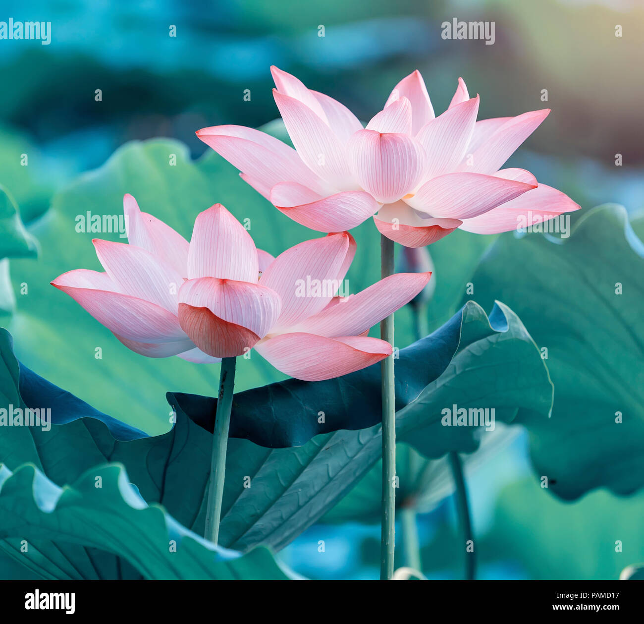 blooming lotus flower Stock Photo - Alamy