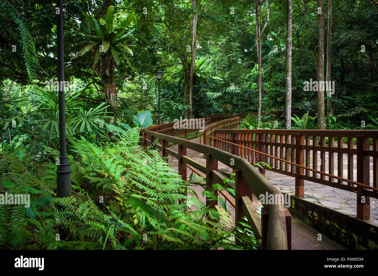 Wooden Walkway platform through the tropical ferns and trees of Bukit ...