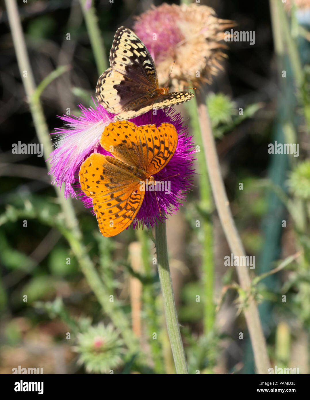 Great spangled fritillary hi-res stock photography and images - Alamy