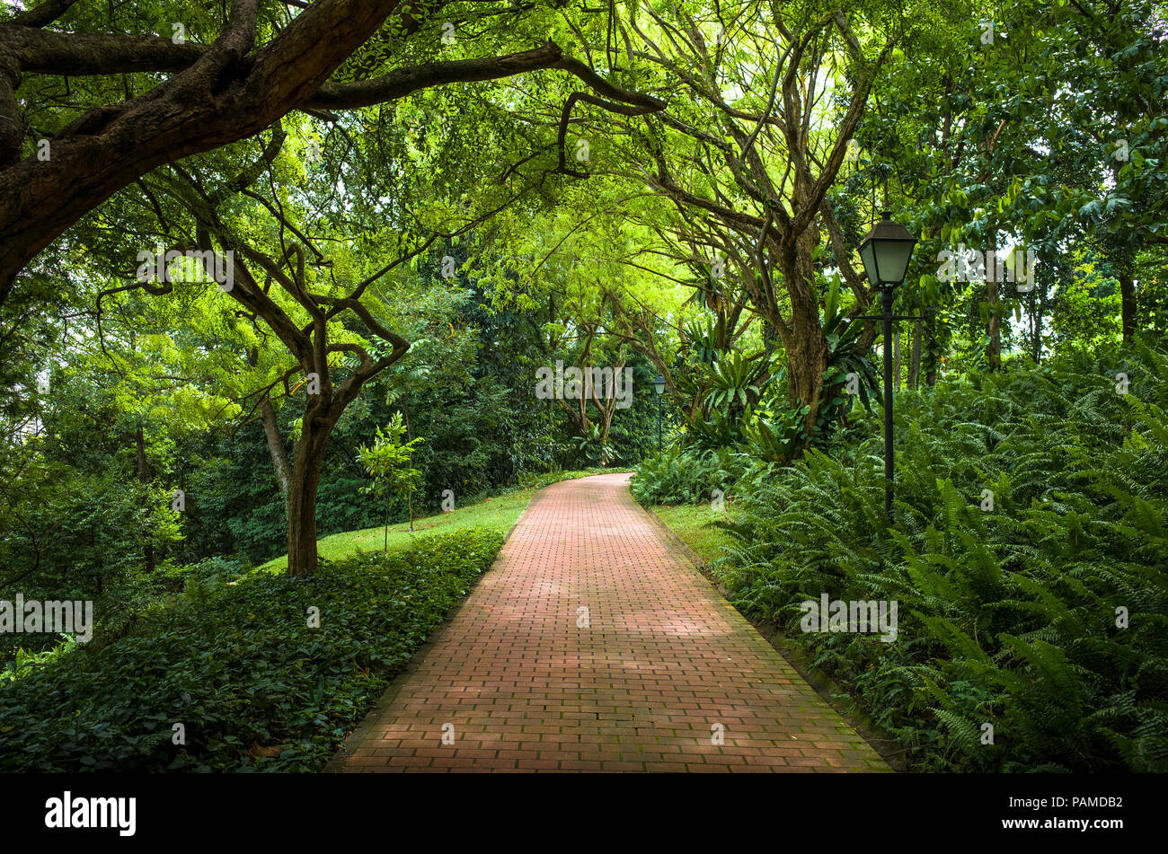 Red brick path leading through vibrant tropical forest - Fort Canning ...