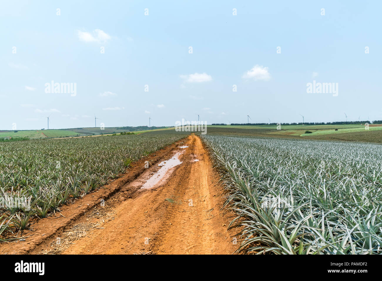 Pineapple fruit on the plantation farm Stock Photo - Alamy
