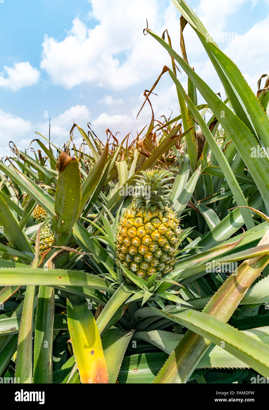 Pineapple fruit on the plantation farm Stock Photo - Alamy