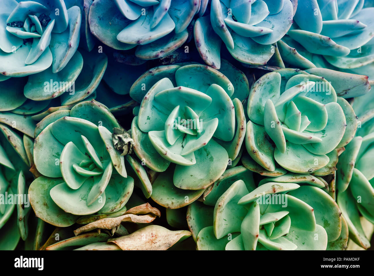 Cacti and succulent plants hi-res stock photography and images - Alamy