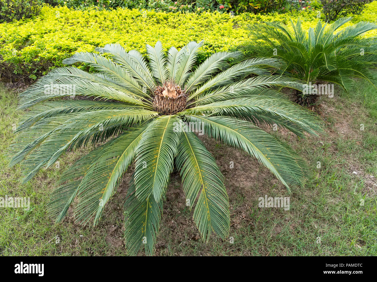 Cycas plant hi-res stock photography and images - Alamy