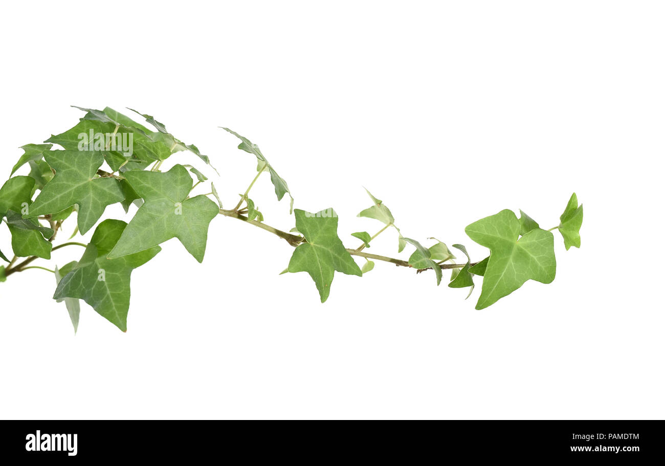 ivy leaves isolated on a white background Stock Photo - Alamy