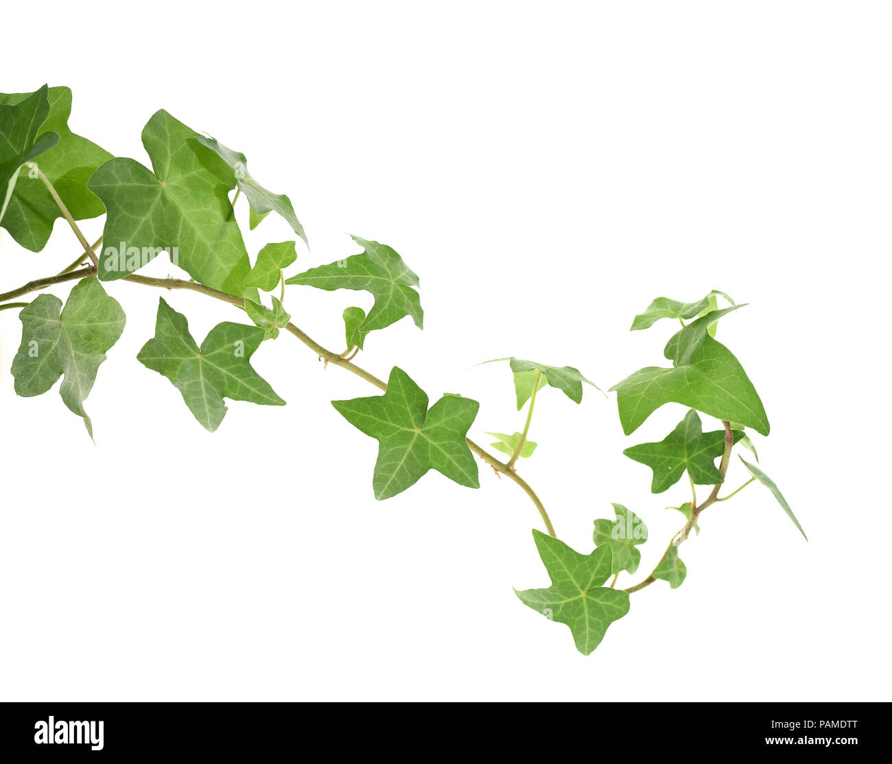 ivy leaves isolated on a white background Stock Photo - Alamy