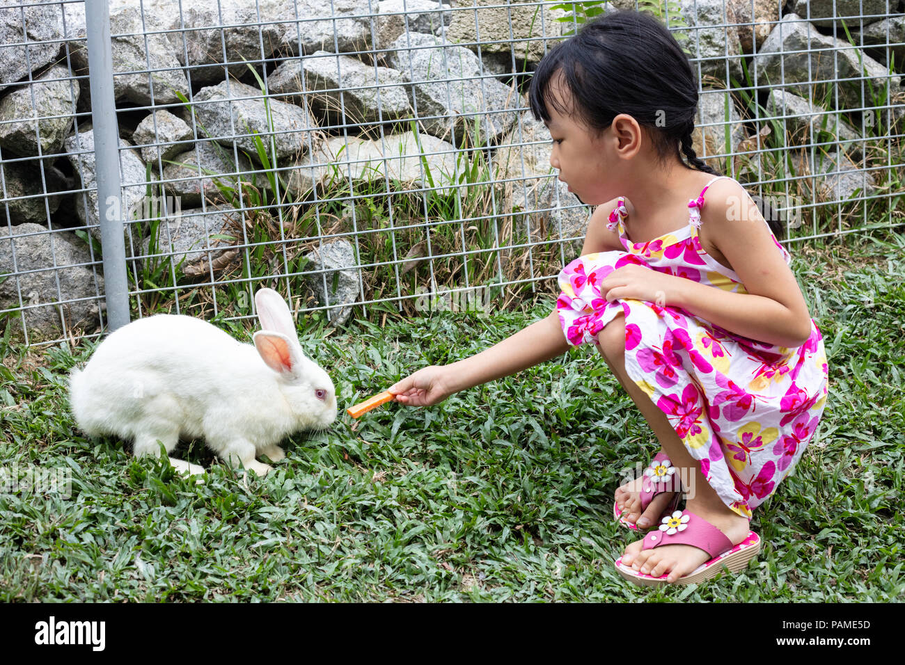 Kid Feeding Rabbit High Resolution Stock Photography and Images - Alamy
