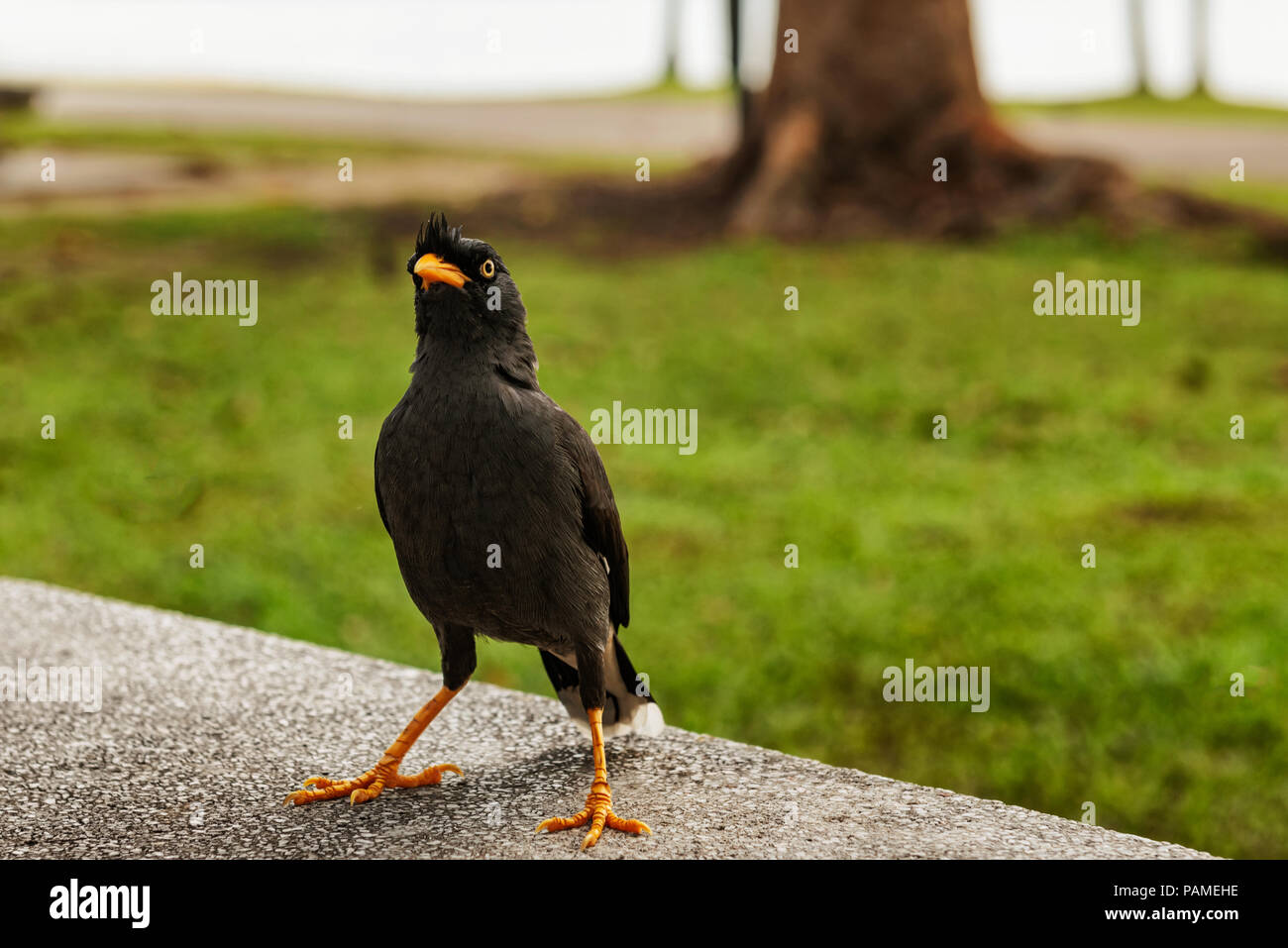Javan mynas hi-res stock photography and images - Alamy