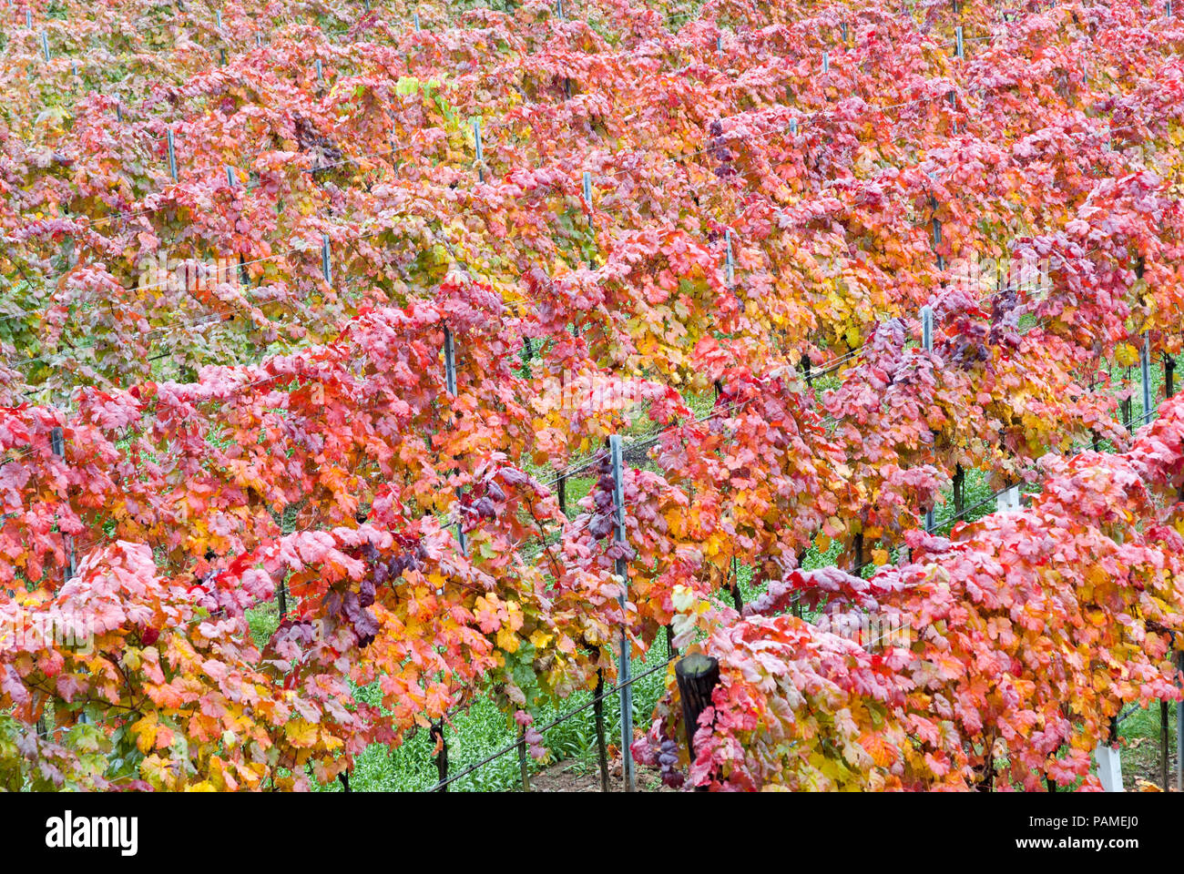 European Grapevines, vitis vinifera, during autumn in Lower Austria ...