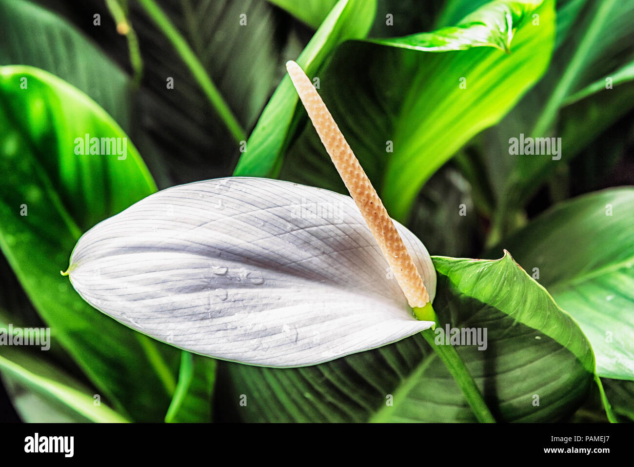 Single white lily hi-res stock photography and images - Alamy