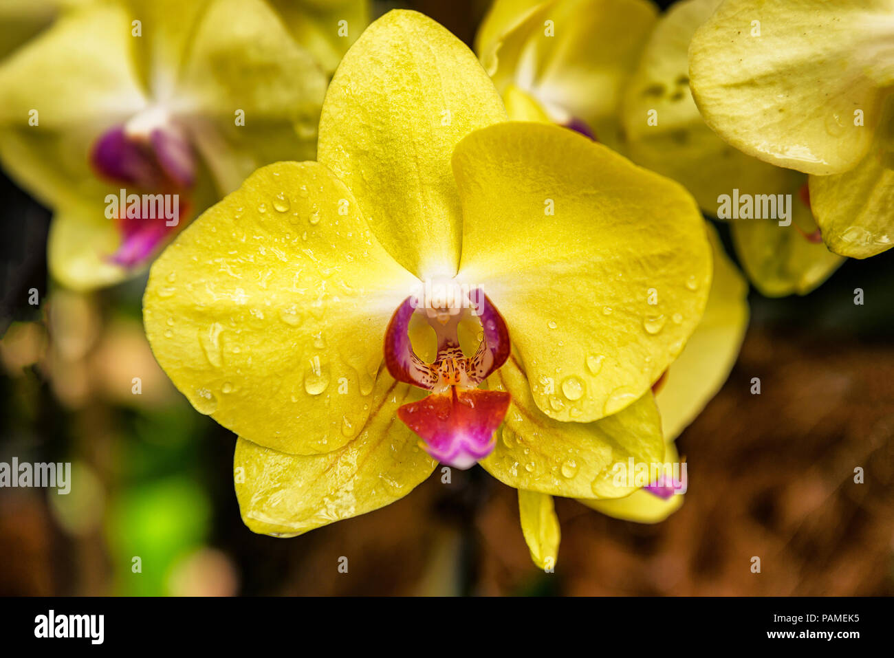 Delicate and beautiful tropical orchid flowers at The National Orchid ...