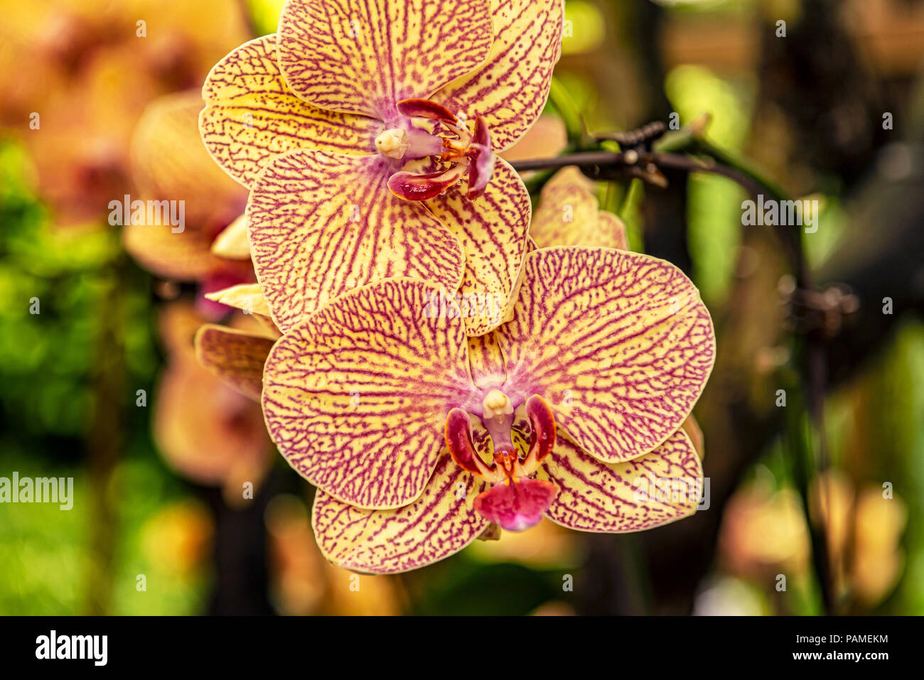 Delicate and beautiful tropical orchid flowers at The National Orchid ...